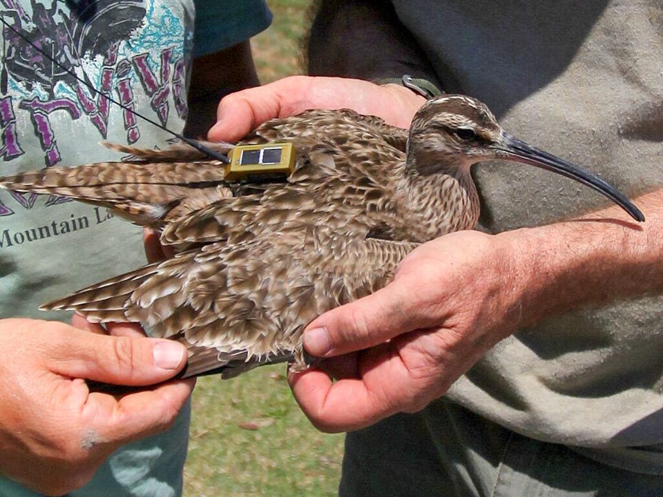 Habitats for Shorebirds - Manomet