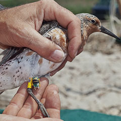 Manomet: Leader in Environmental Research, Partnership Building & More