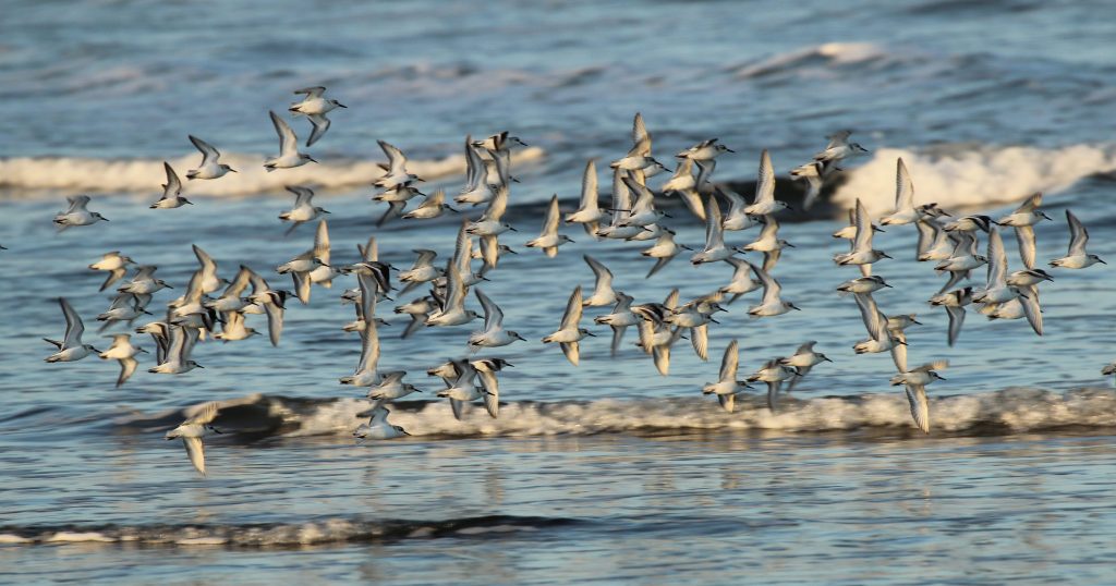 Shorebird Identification Guides - Manomet
