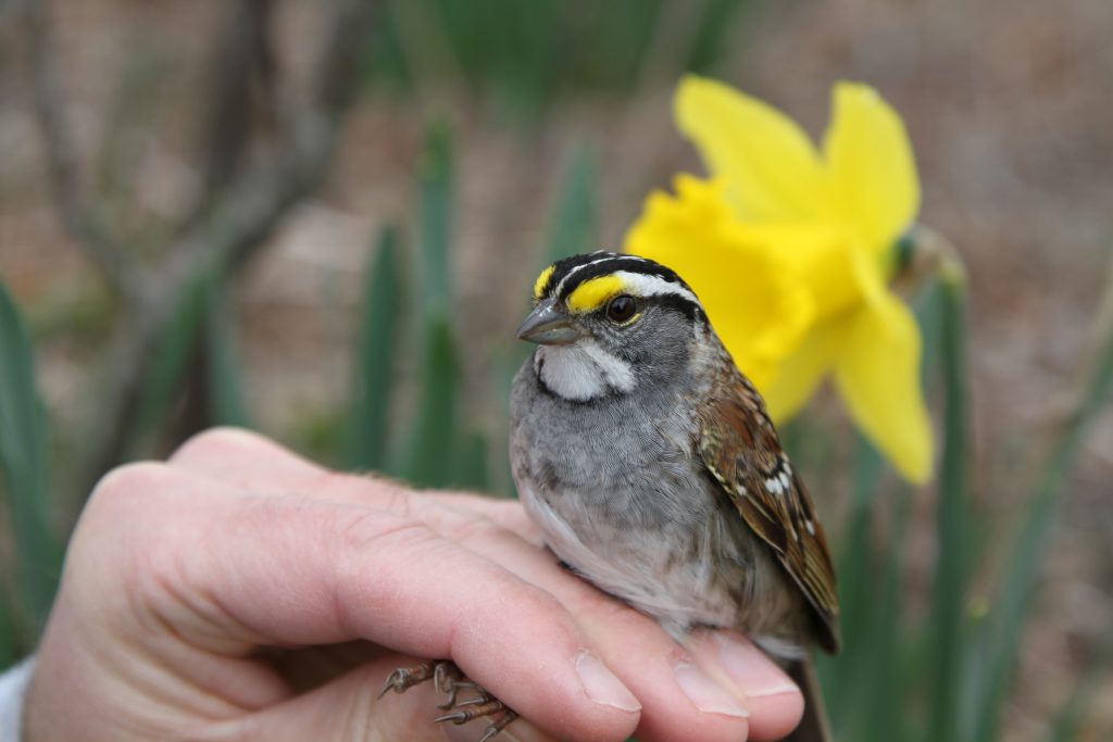 Kicking Off The 53rd Spring At Manomet’s Banding Lab - Manomet ...
