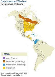 Bay-breasted Warbler - Manomet Conservation Sciences