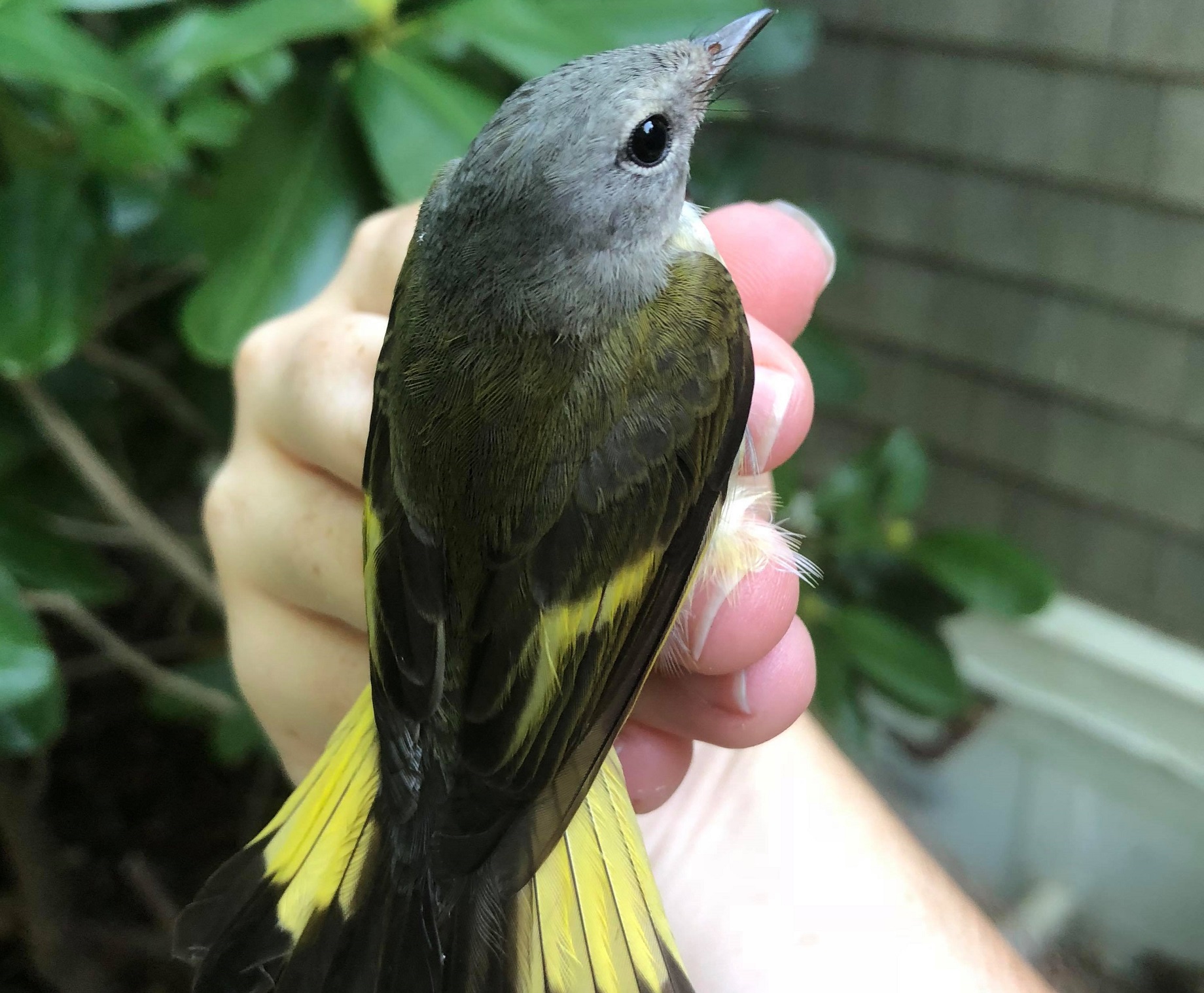 The 53rd Fall Banding Season - Week 3 - Manomet Conservation Sciences
