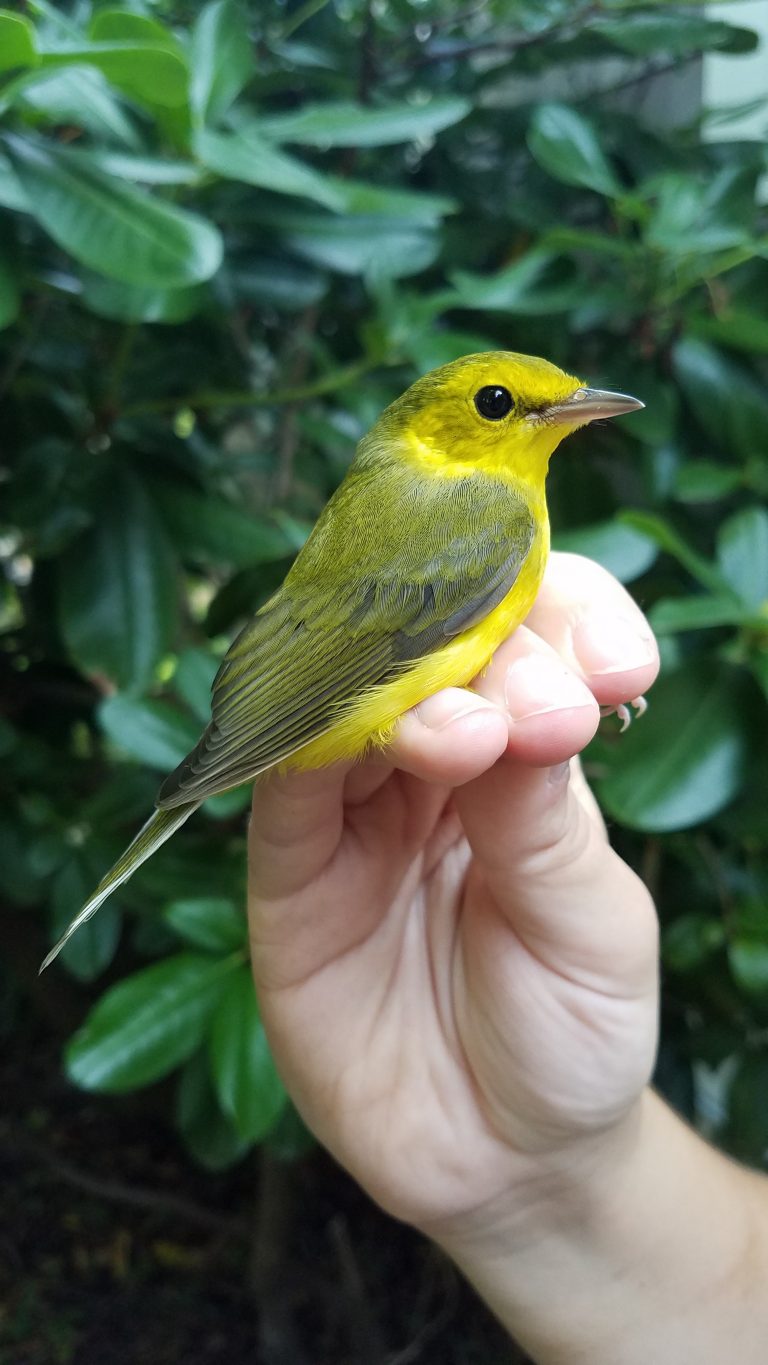 The 53rd Fall Banding Season – Week 2 - Manomet Conservation Sciences