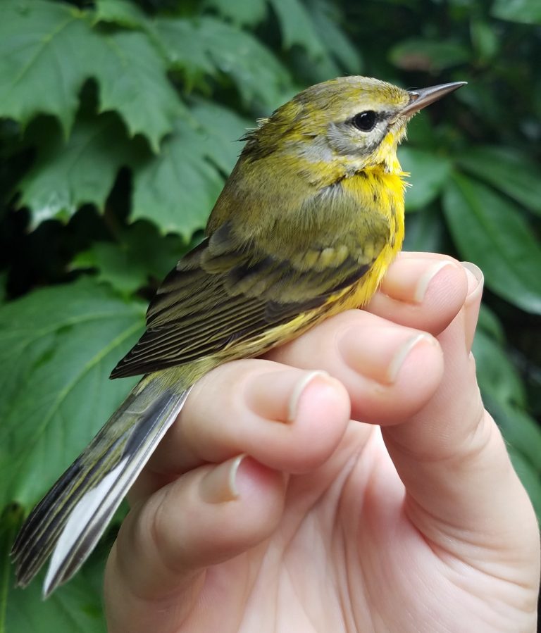 The 53rd Fall Banding Season - Week 5 - Manomet Conservation Sciences