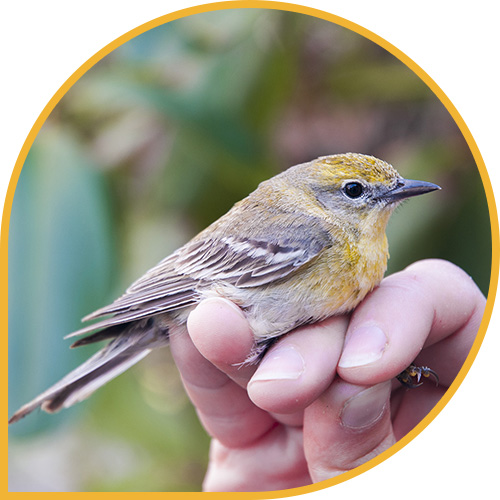 Spring 2019 Banding Season: Week 1 - Manomet Conservation Sciences