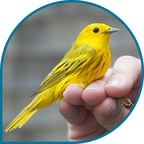 Spring 2019 Banding Season, Week 3: April 29—May 3 - Manomet ...