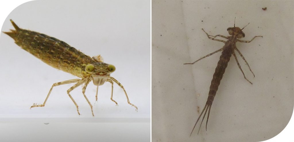 Dragonflies and Damselflies - Manomet Conservation Sciences