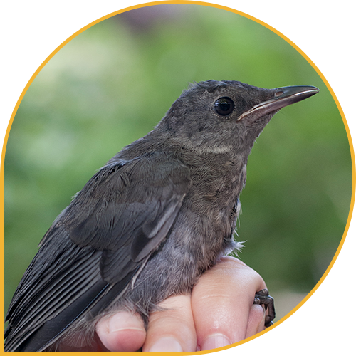 Fall 2019 Banding Season, Week 2: August 19-23 - Manomet Conservation ...