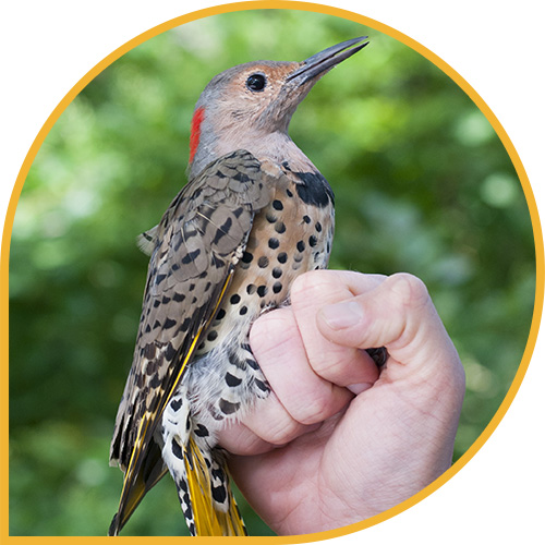 Fall 2019 Banding Season, Week 3: August 26-30 - Manomet Conservation ...
