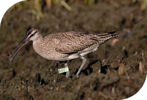 Whimbrel Research and Conservation - Manomet Conservation Sciences