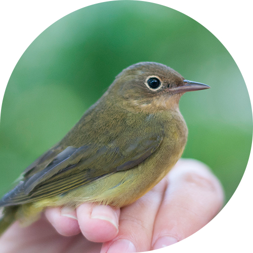 Fall 2019 Banding Season, Week 6: September 16-20 - Manomet ...
