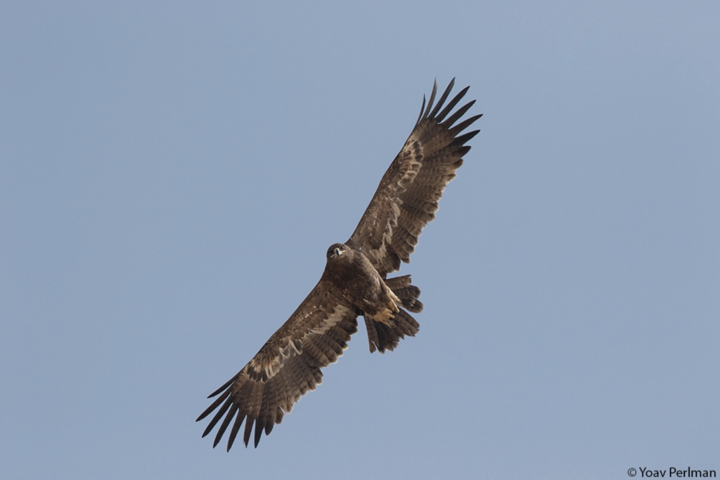 Saving the majestic Steppe Eagle - Manomet Conservation Sciences
