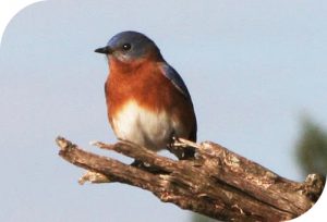 Attracting Eastern Bluebirds - Manomet Conservation Sciences