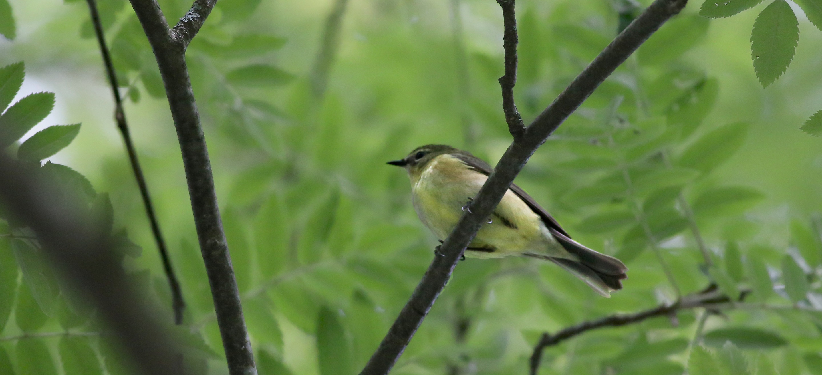Backyard Birding - Manomet Conservation Sciences
