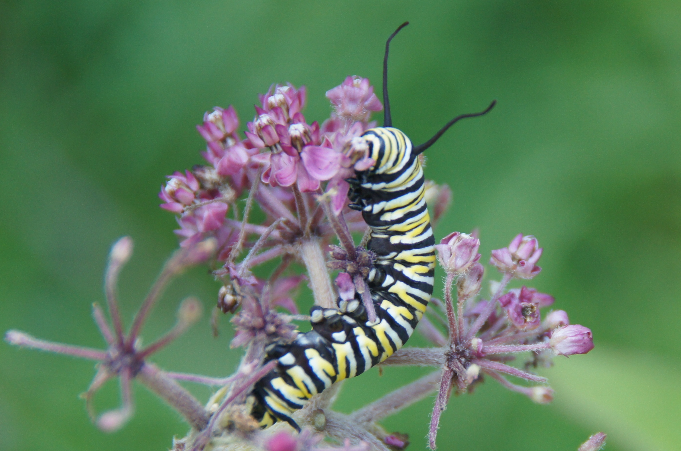 Visit Us - Manomet Conservation Sciences