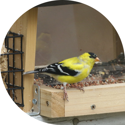 Get to know your backyard birds - Manomet Conservation Sciences