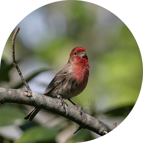 Get to know your backyard birds - Manomet Conservation Sciences