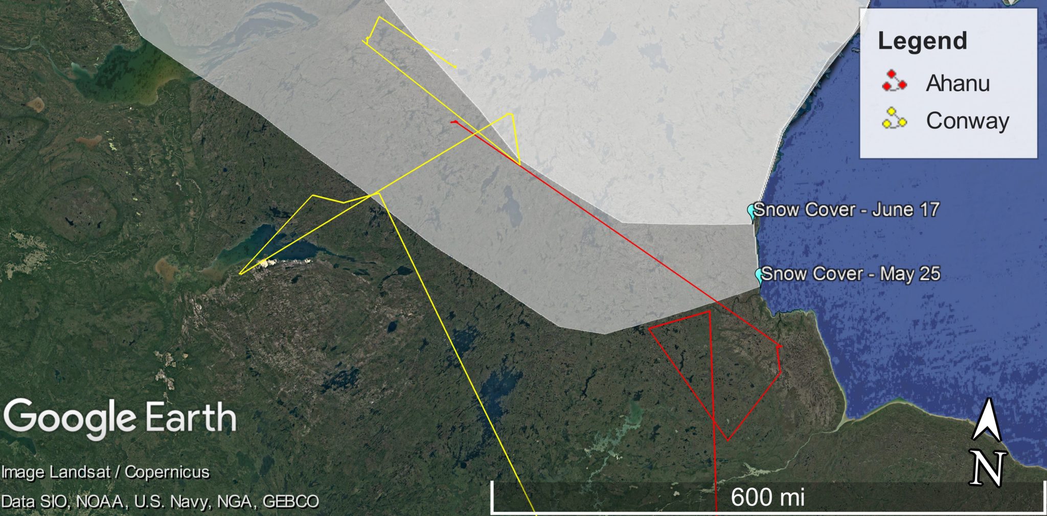 Whimbrel Migration: Summer 2020 Update - Manomet Conservation Sciences