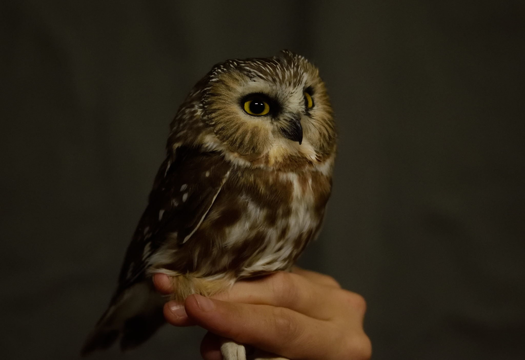 Owl banding: Fall 2020 update - Manomet Conservation Sciences