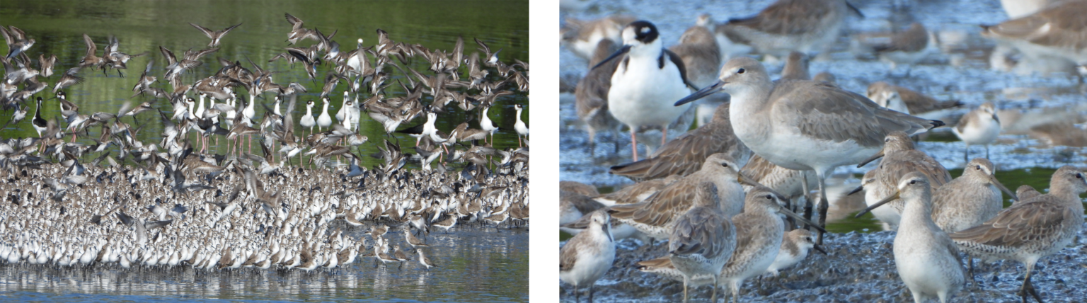 Recovering shorebird populations from the ground up: An update on the ...