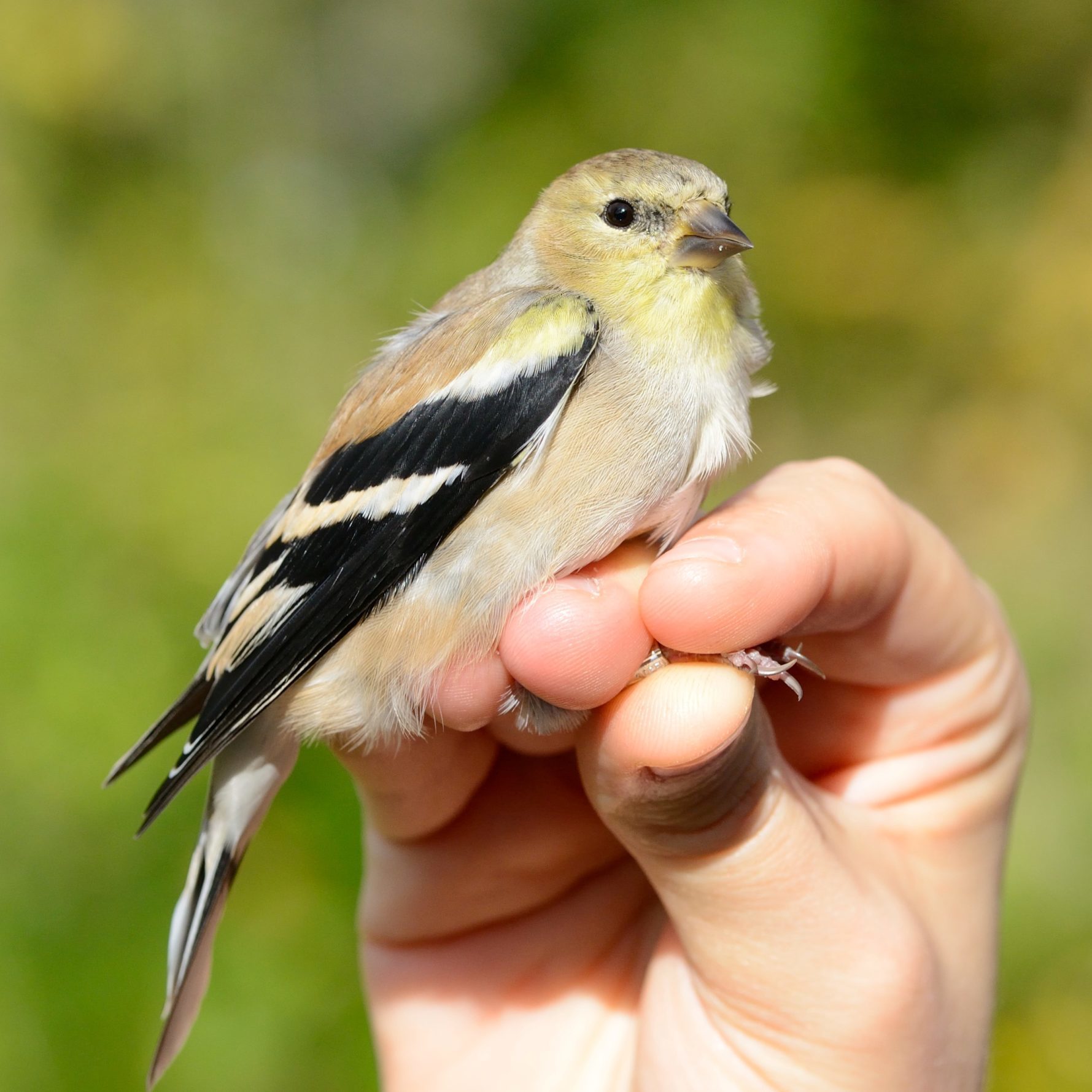Fall 2020 Banding Season, Week 12: November 2—6 - Manomet Conservation ...