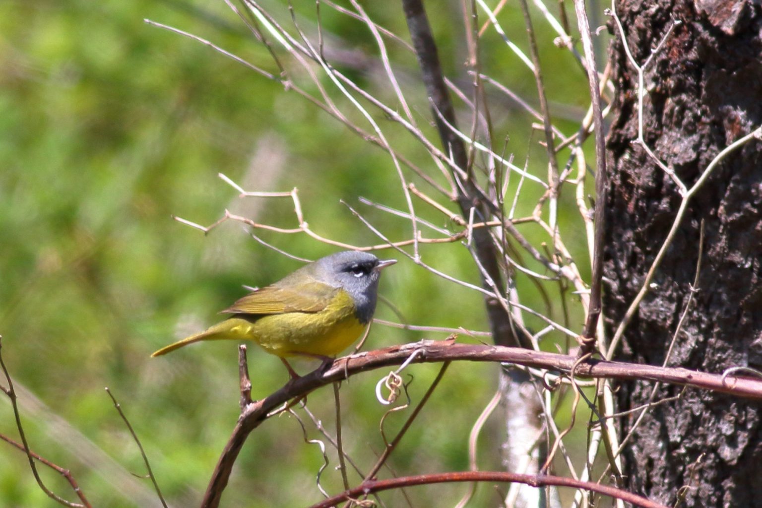 Top Five Birds seen at Manomet's Plymouth Headquarters in 2020 ...