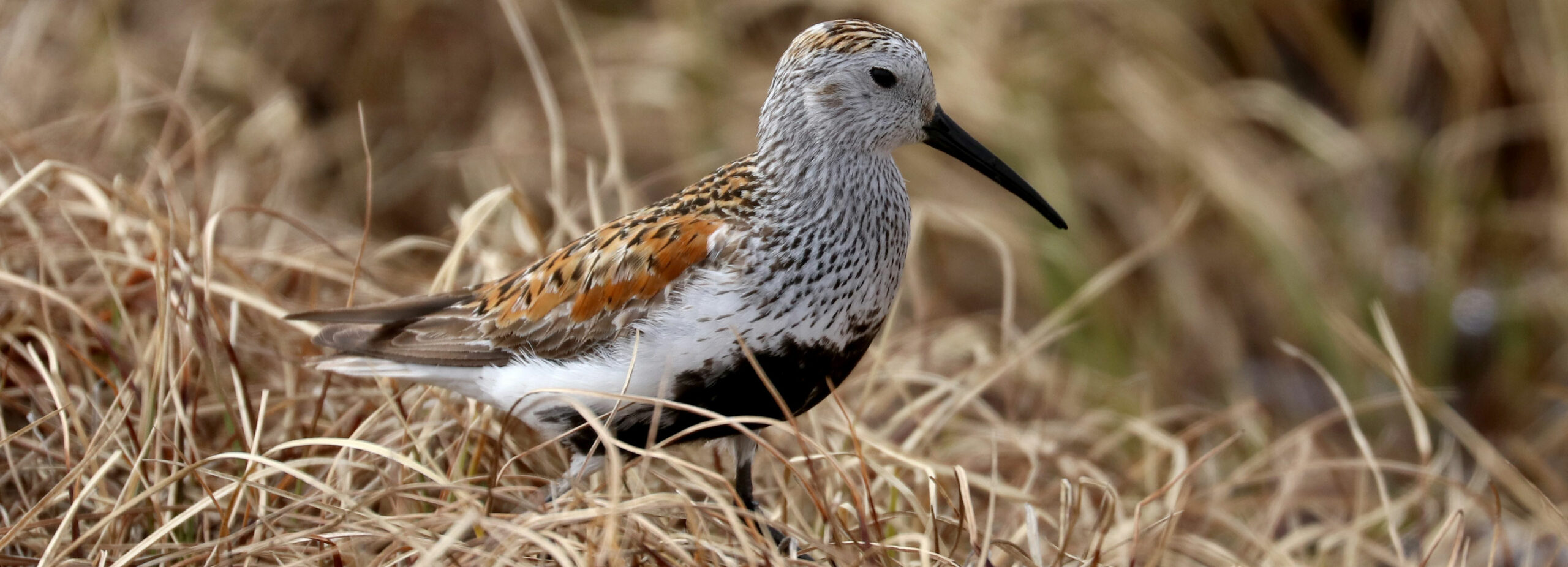 Leave a Legacy - Manomet Conservation Sciences