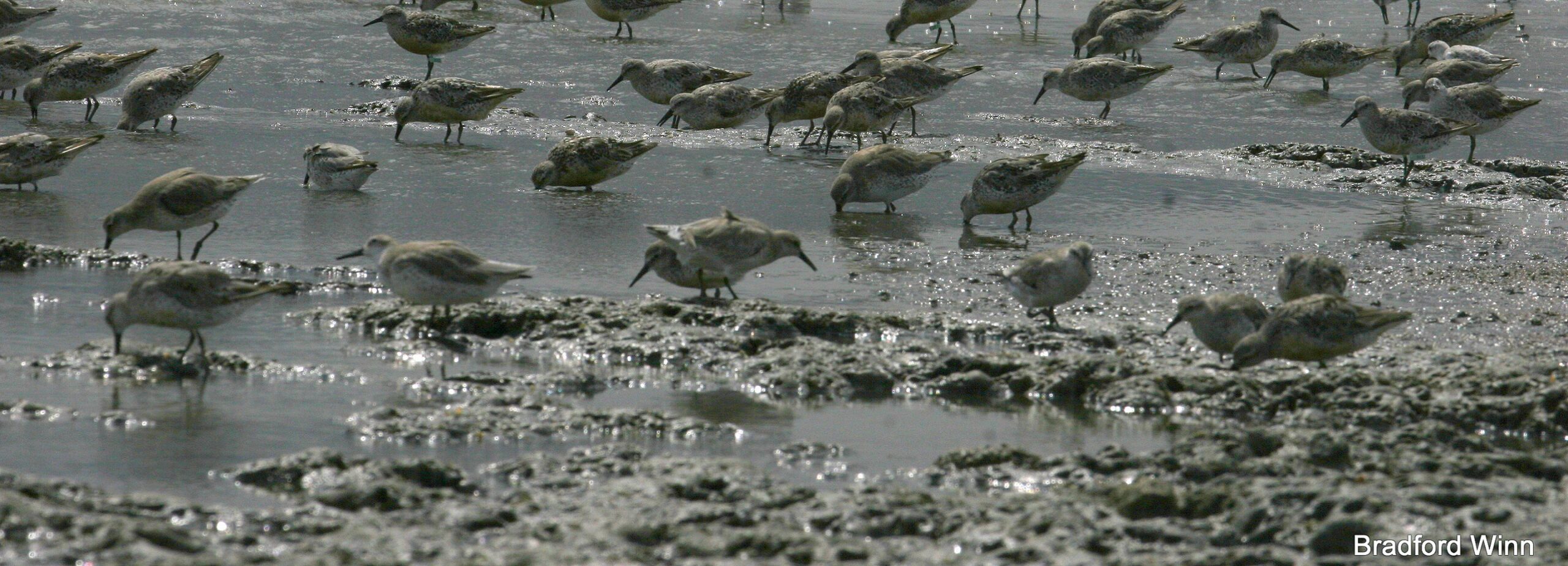 Open Science - Manomet Conservation Sciences