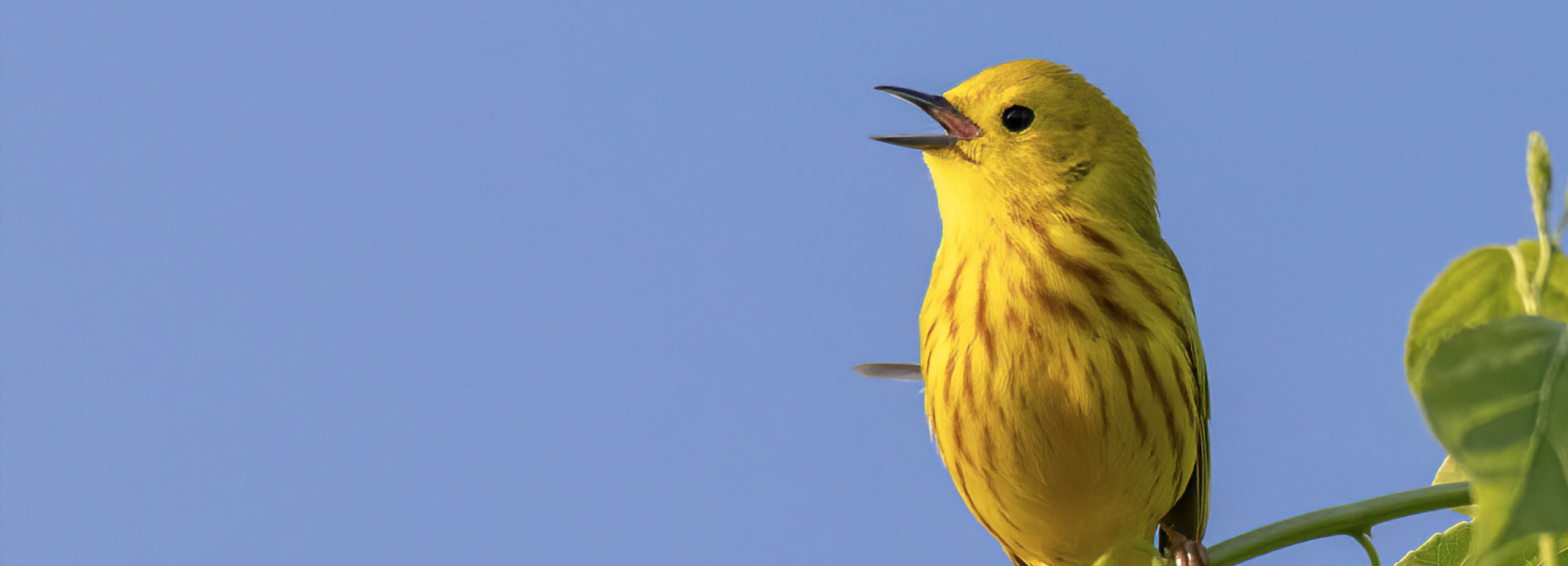 About Manomet - Manomet Conservation Sciences