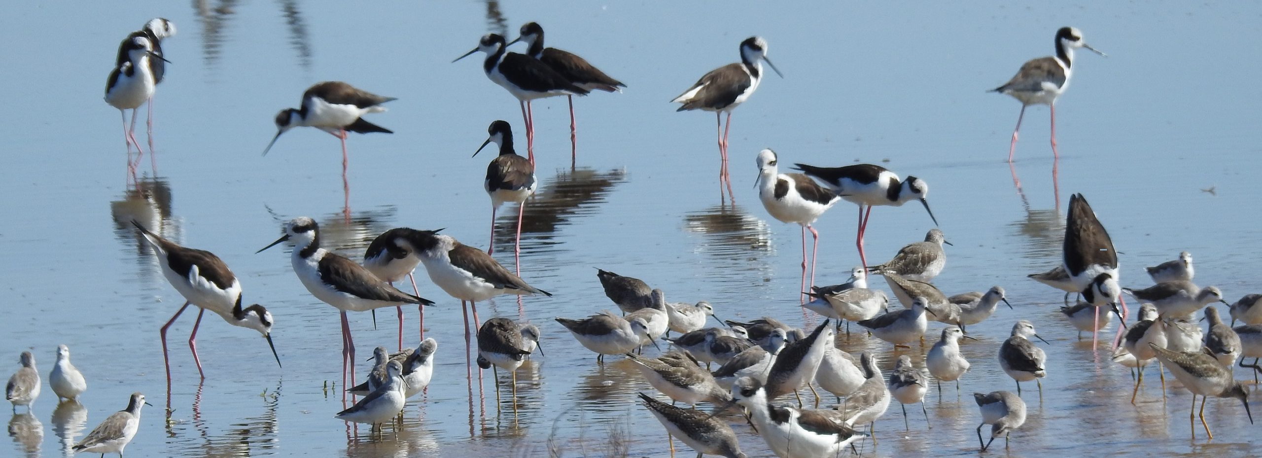 Scientific Publications - Manomet Conservation Sciences