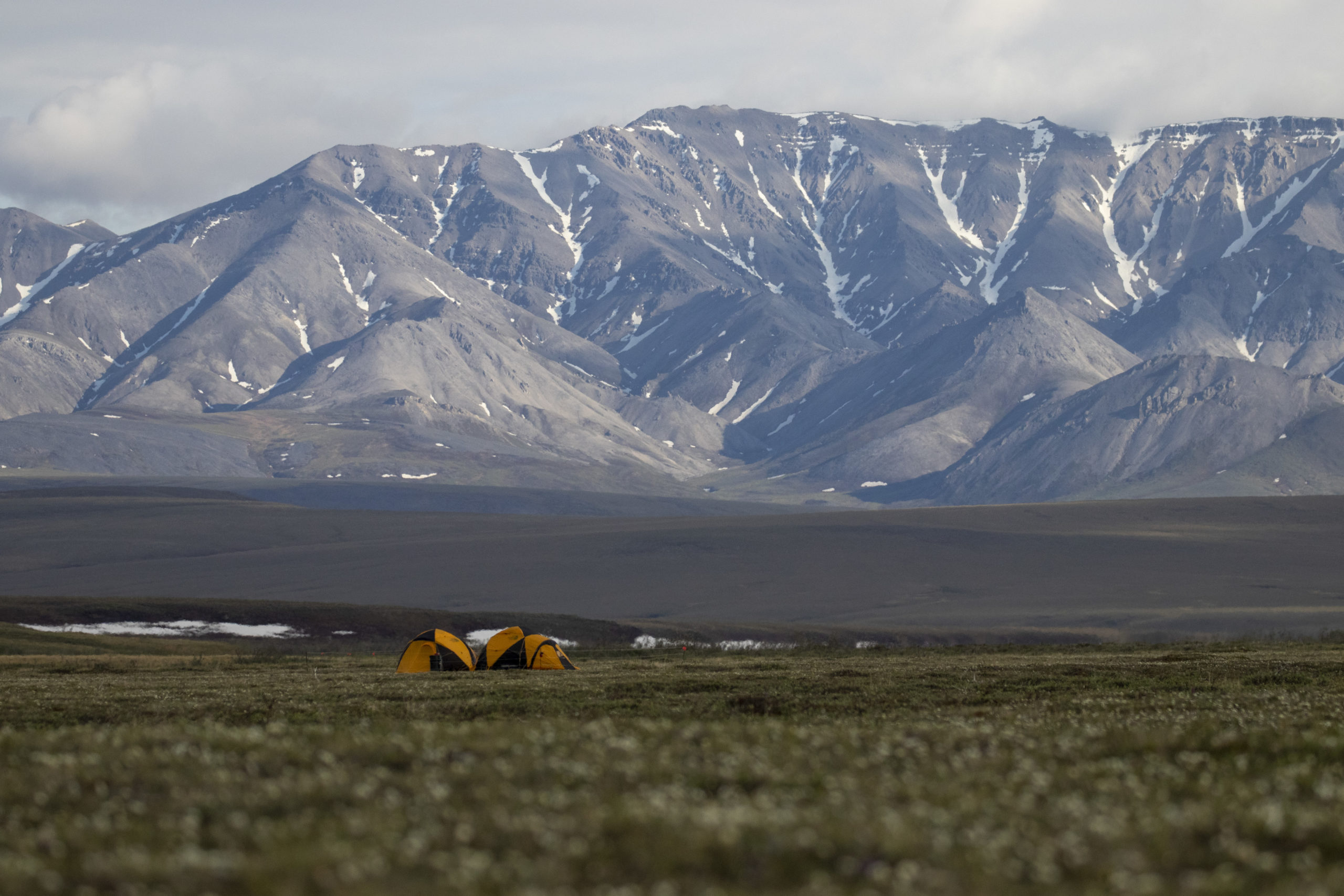Support Arctic Research for Shorebird Conservation - Manomet ...