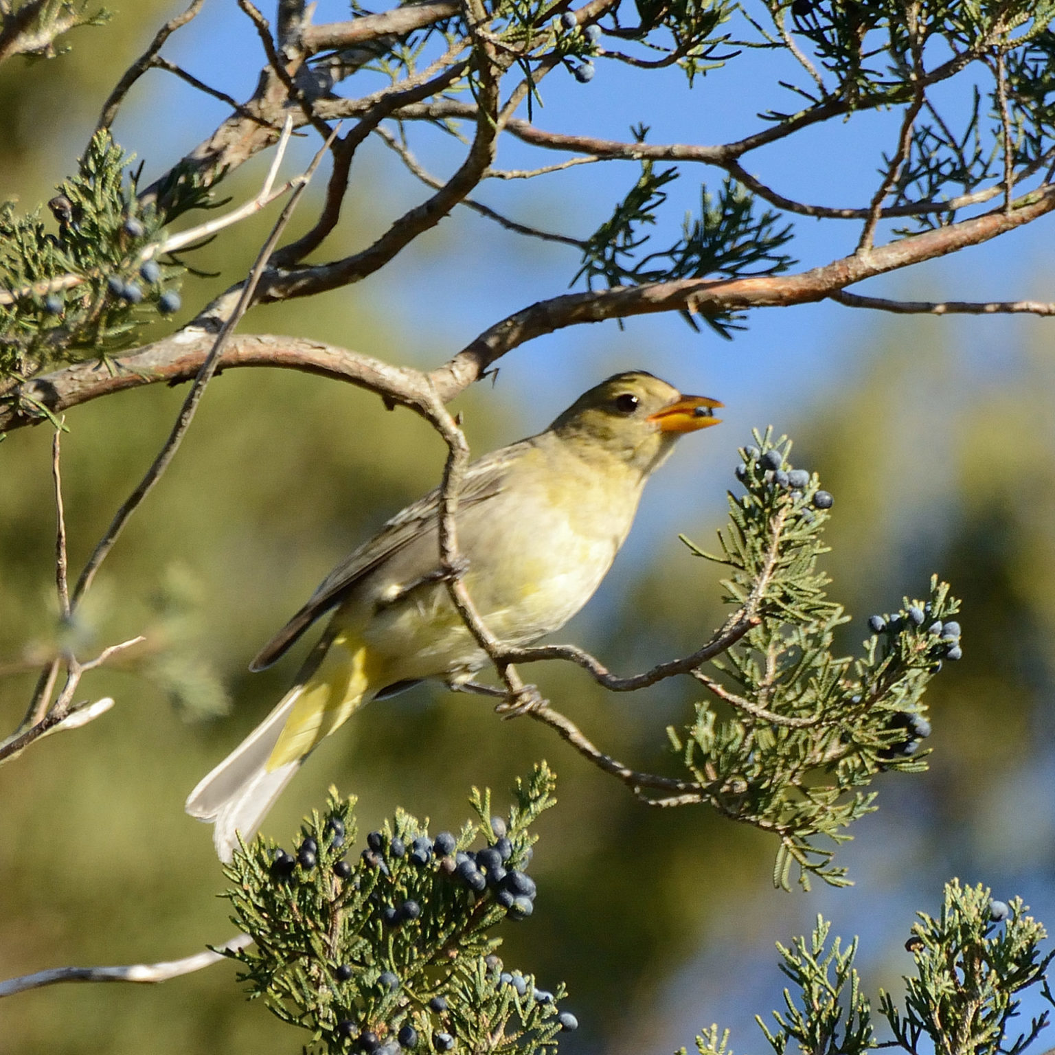 Top 10 birds at Manomet’s headquarters - Manomet Conservation Sciences