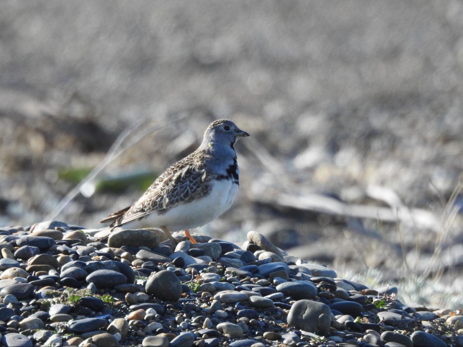 In Patagonia, survey reveals Magellanic Plovers are becoming rarer ...