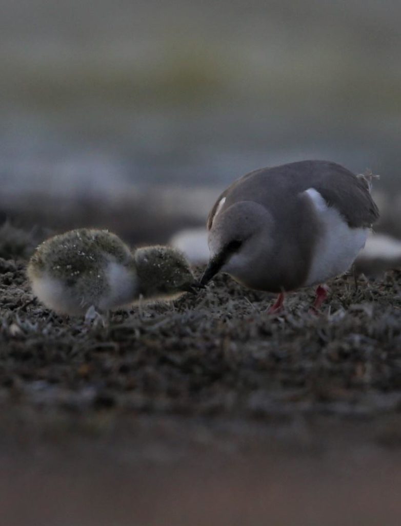 In Patagonia, survey reveals Magellanic Plovers are becoming rarer ...