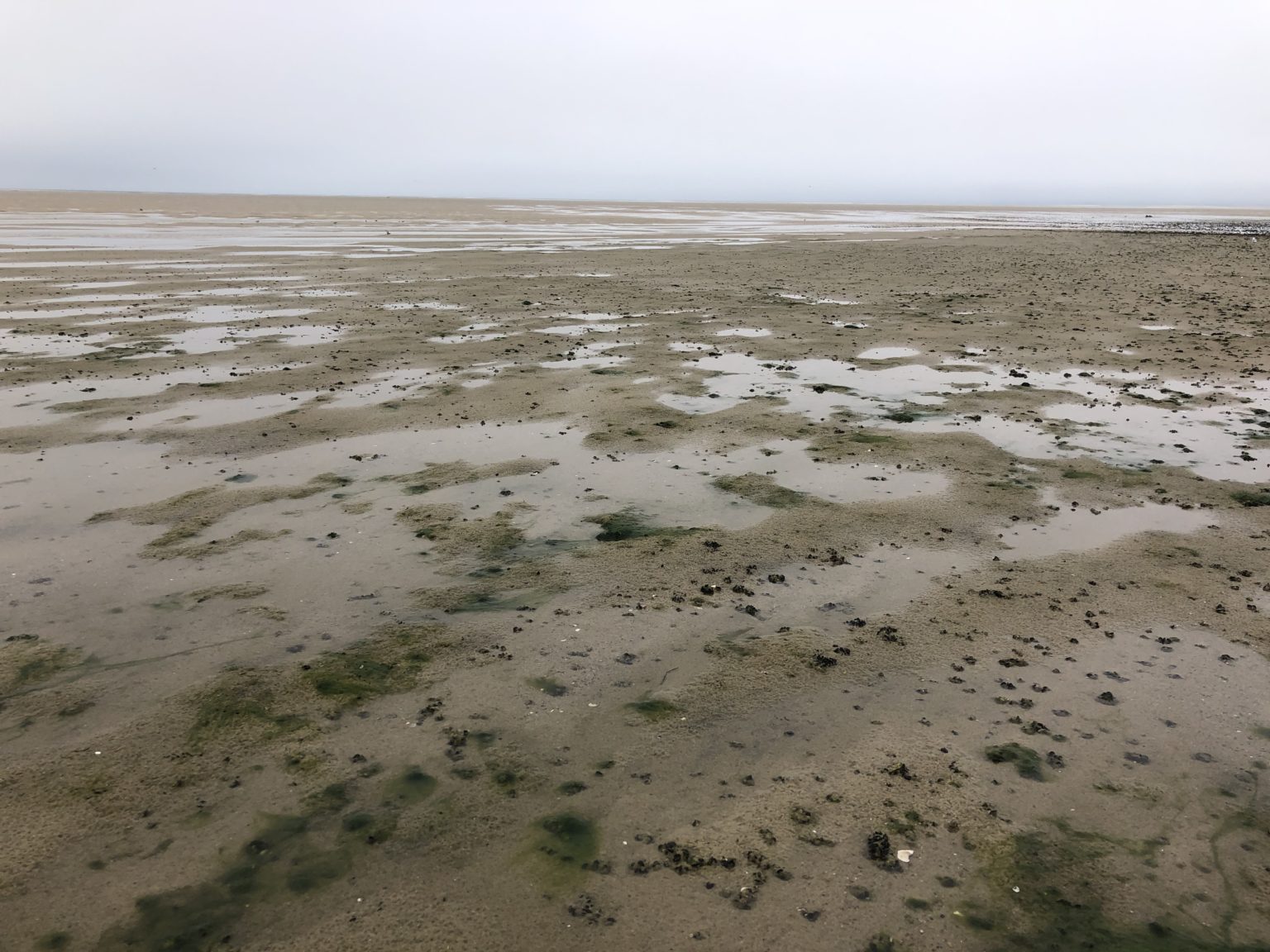 On Cape Cod, genetic sequencing of shorebird prey could revolutionize conservation globally ...