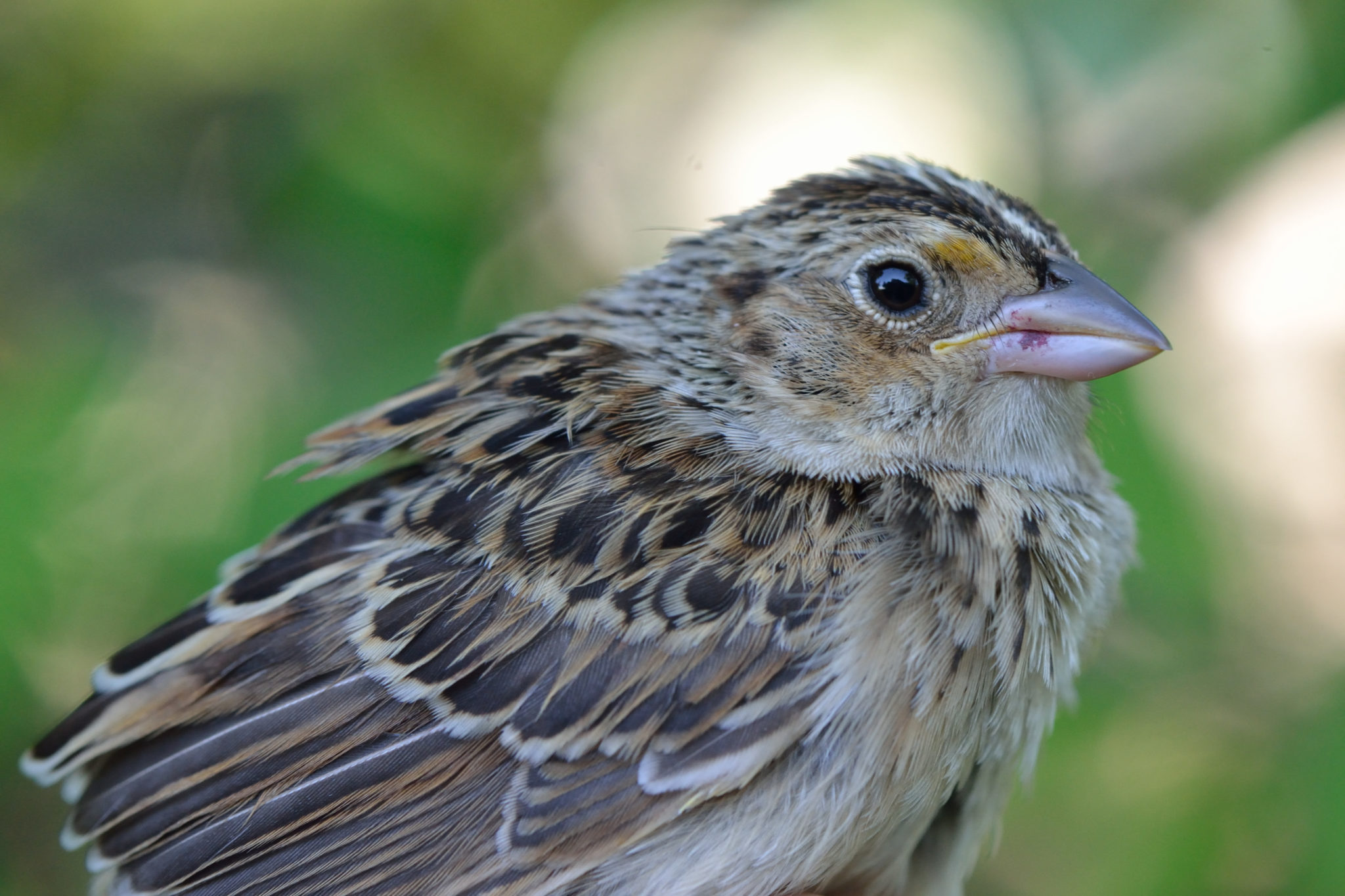 Banding birds may answer questions about drought and other climate ...