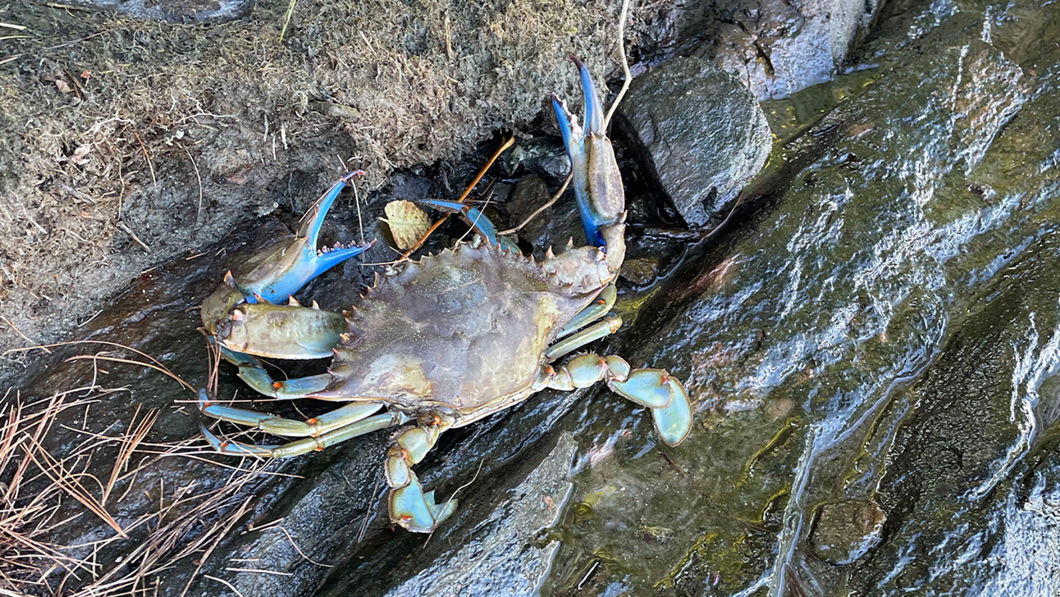 Submit a blue crab sighting - Manomet Conservation Sciences