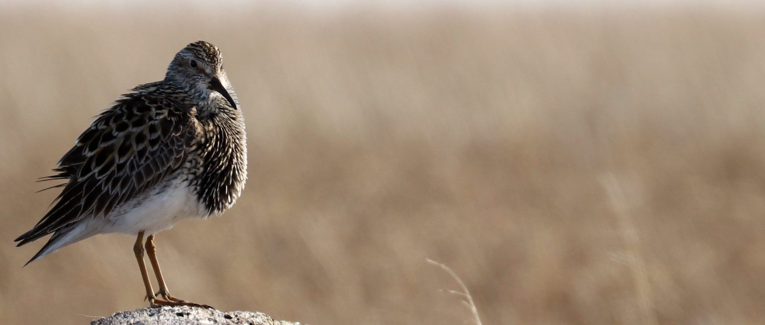 Your Impact - Manomet Conservation Sciences