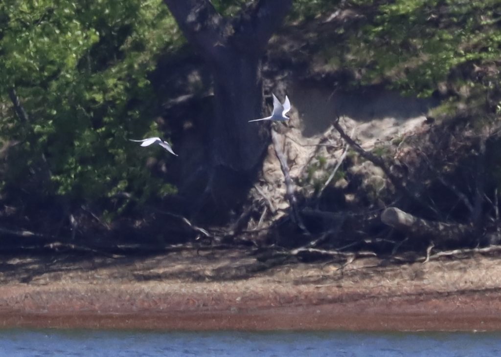 Top 6 birds at Manomet's headquarters in 2022 - Manomet Conservation ...