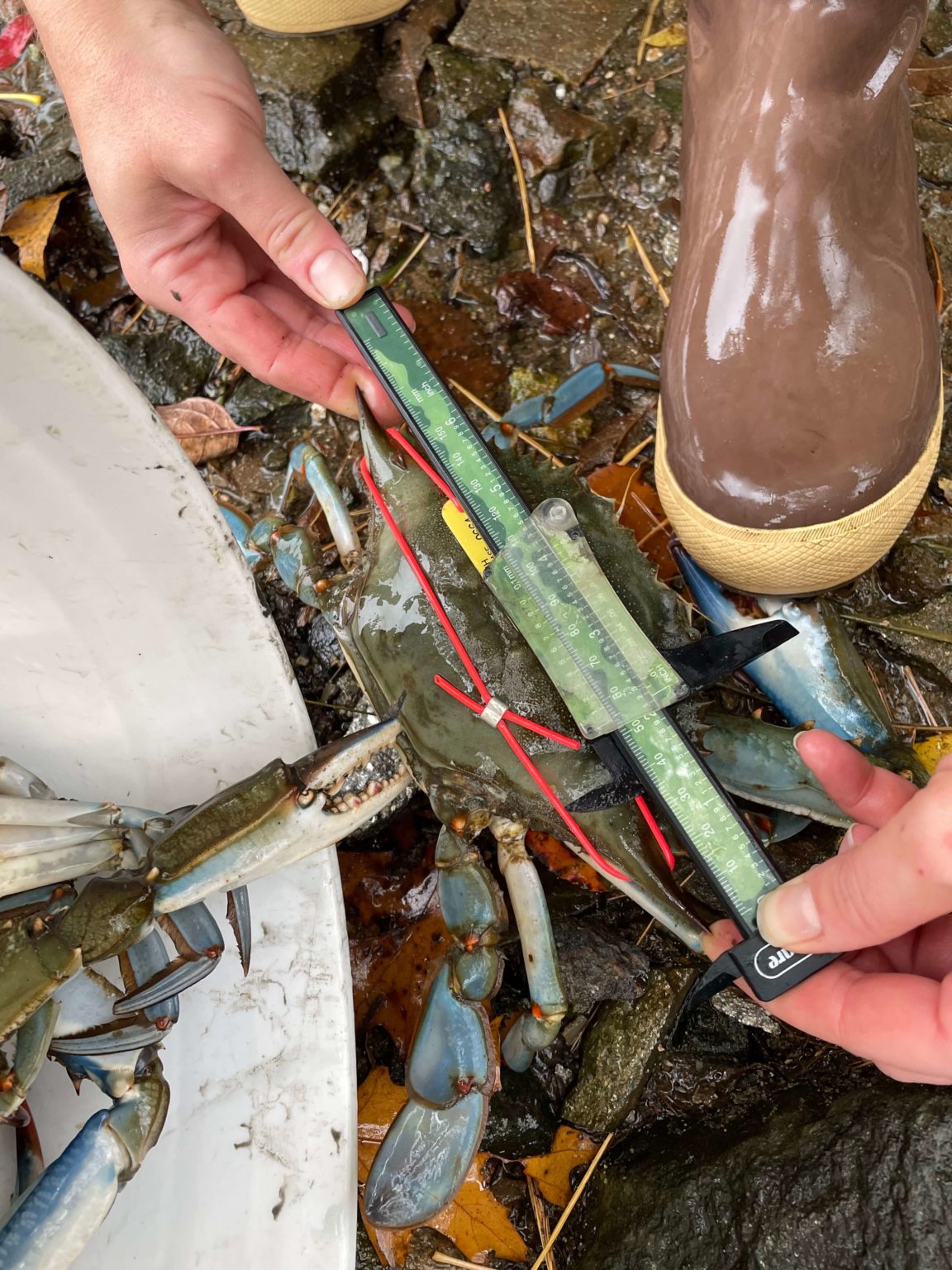 Understanding the rise of blue crabs in the Gulf of Maine - Manomet ...