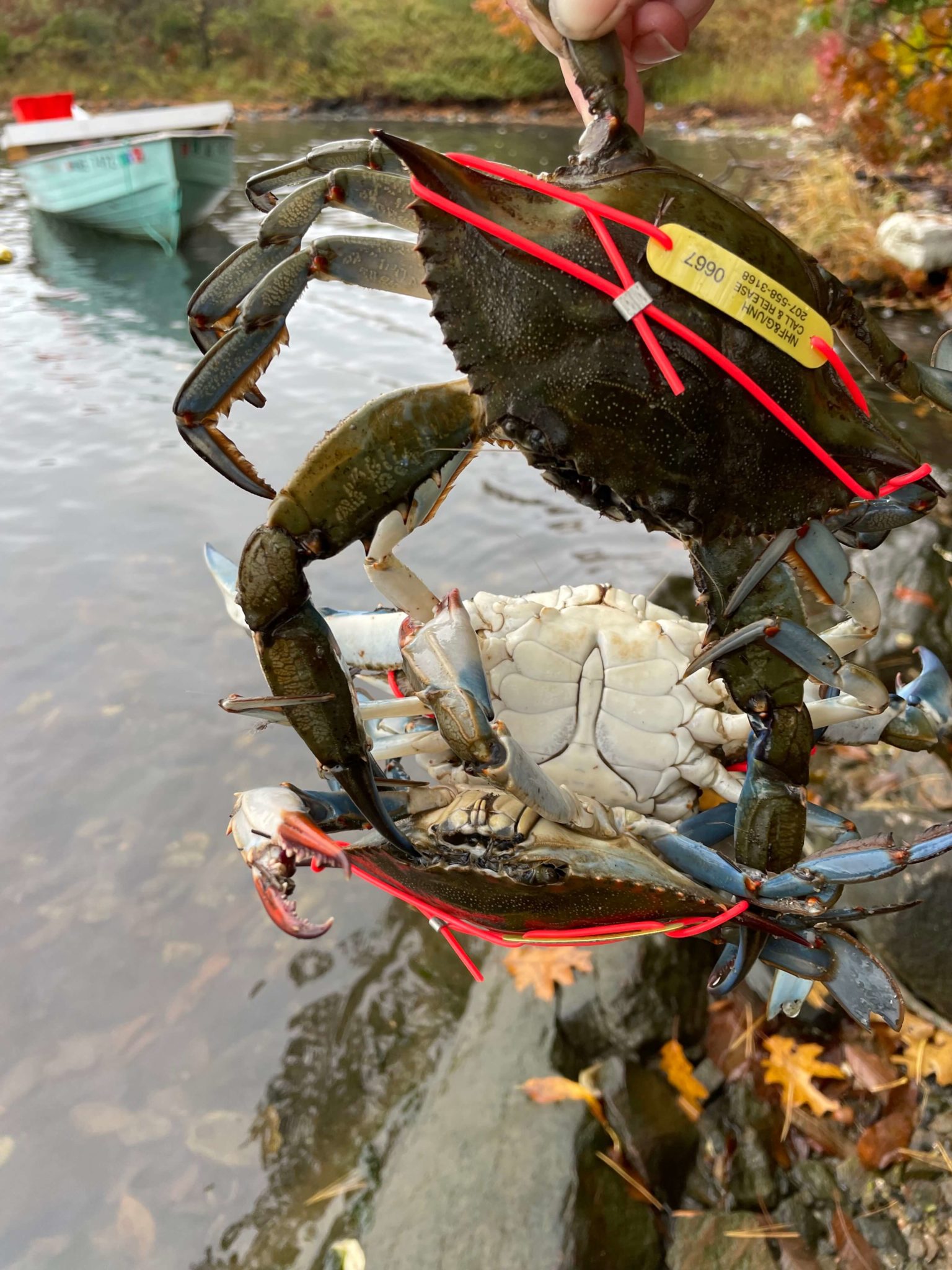 Understanding the rise of blue crabs in the Gulf of Maine - Manomet ...