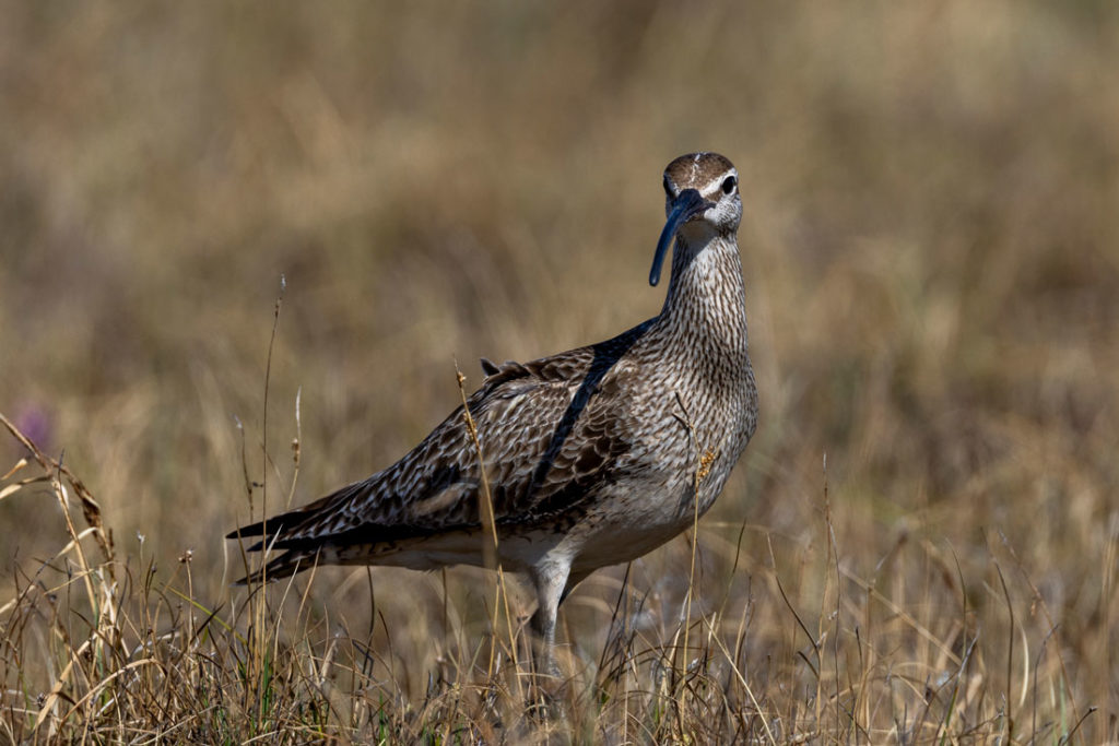 Arctic Nesting Whimbrels - 2023 - Manomet Conservation Sciences