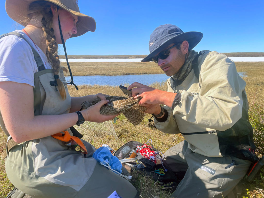 Remembering Shiloh Schulte: A Life in Service to Shorebirds, Science ...