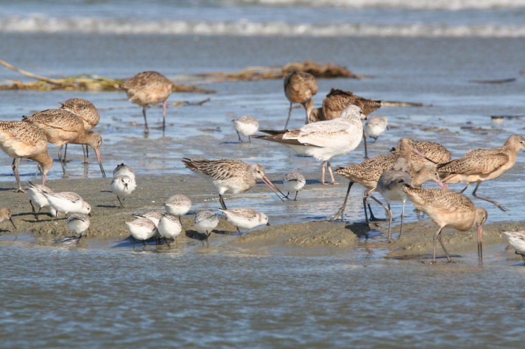 Georgia Rare Bird Sighting: Bar-Tailed Godwit - Manomet Conservation ...