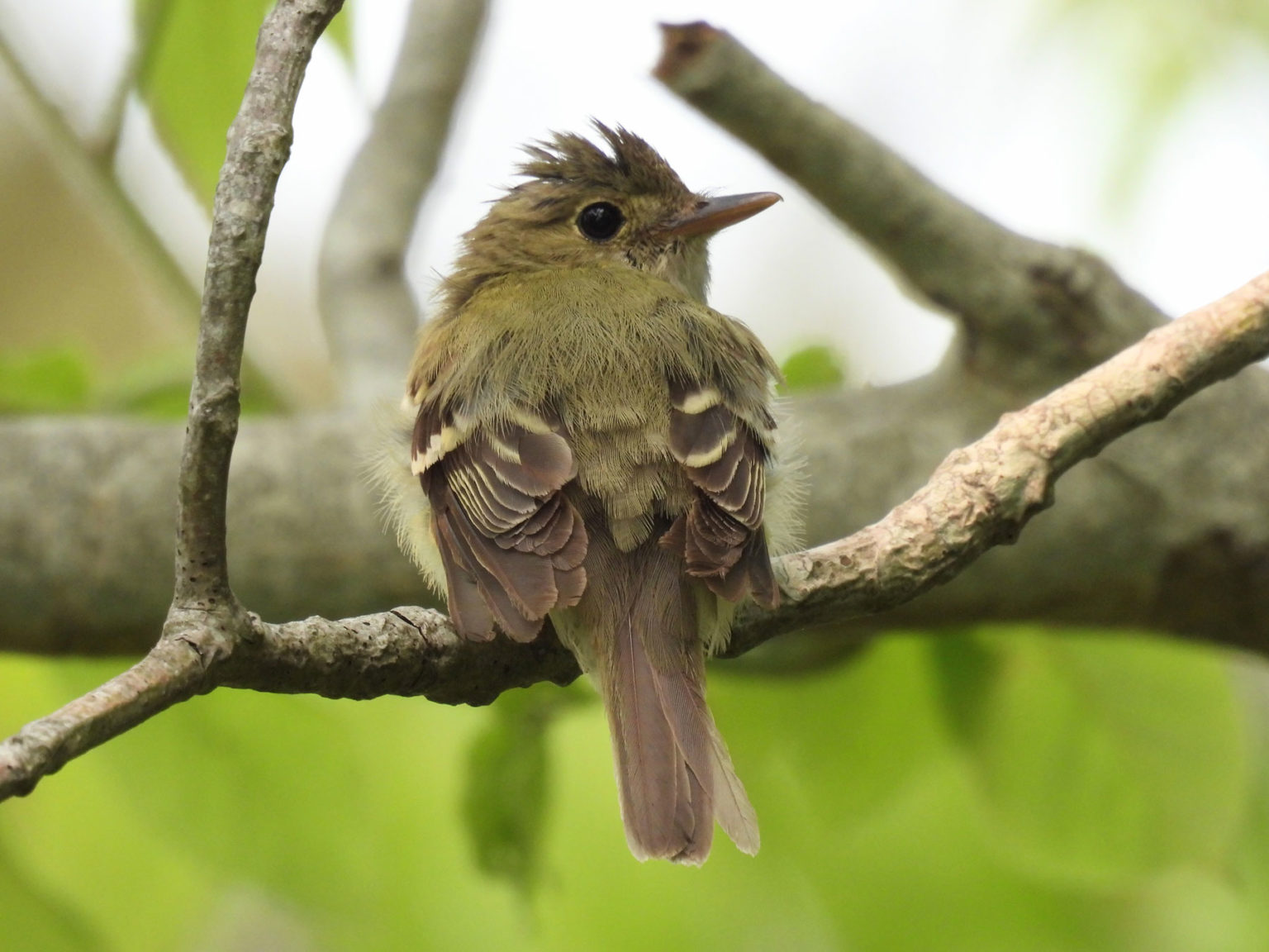 Manomet Observatory: Top 7 Bird Records of 2023 - Manomet Conservation ...