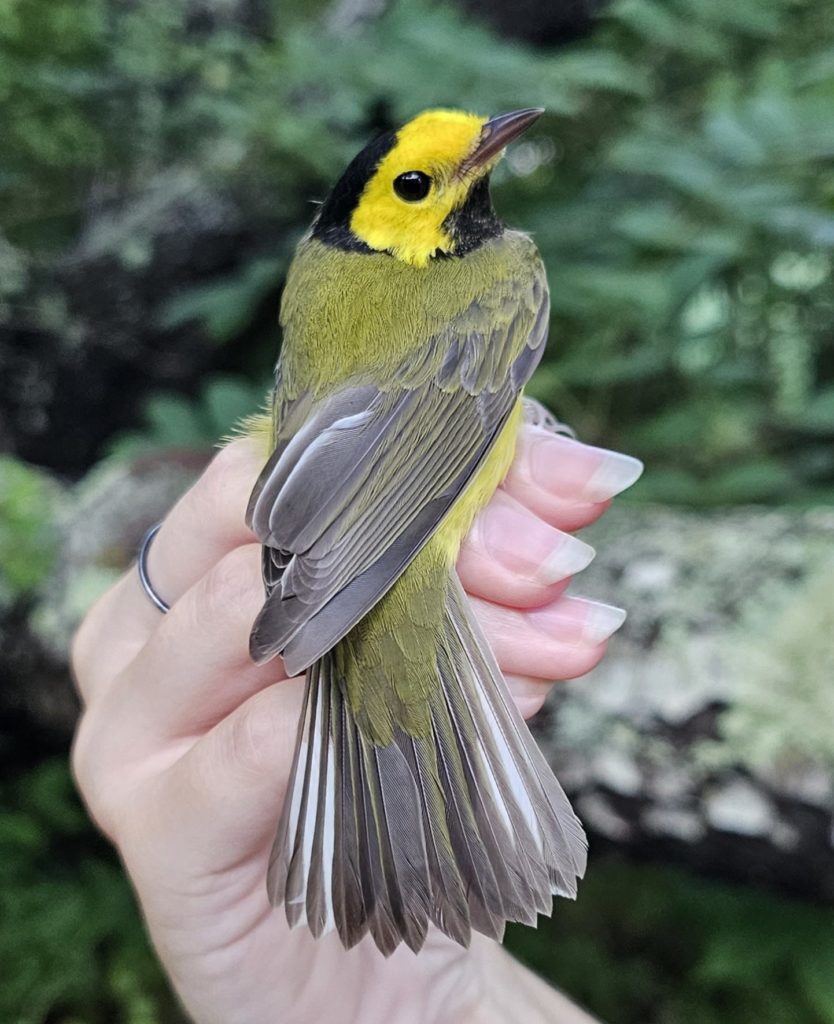 Manomet Observatory: Top 7 Bird Records of 2023 - Manomet Conservation ...