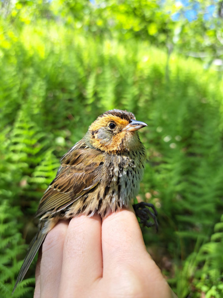 Manomet Observatory: Top 7 Bird Records of 2023 - Manomet Conservation ...