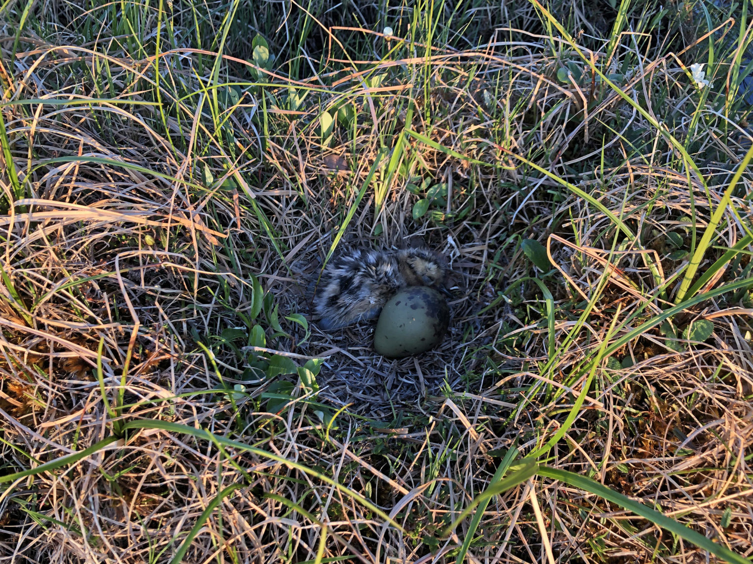 Attention Species: Manomet Is Watching - Manomet Conservation Sciences