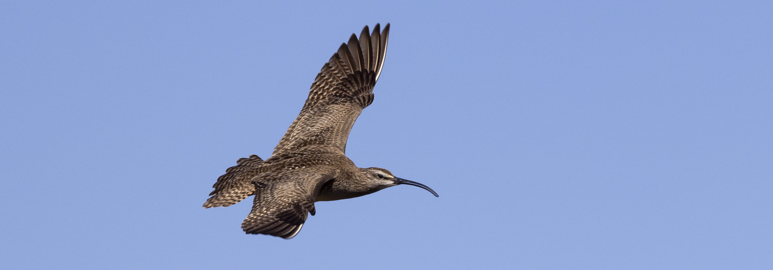 Flat Moonrise - Manomet Conservation Sciences