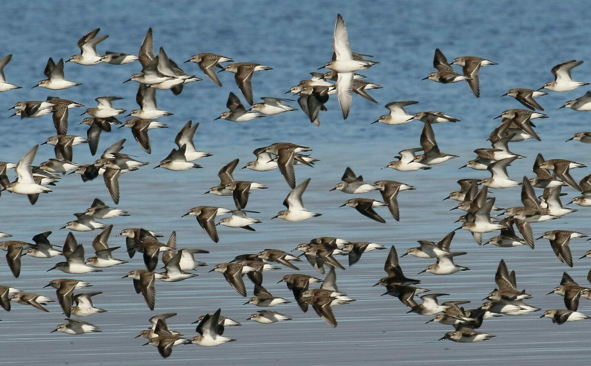 NO BOUNDARIES: The Magic and Wonder of Shorebirds - Manomet ...
